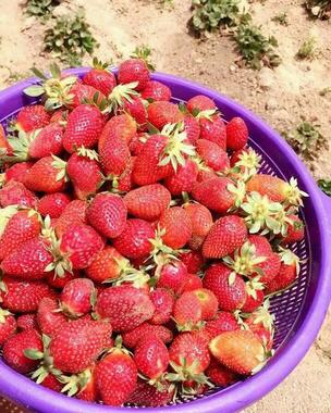 Meet Ashley Jiritmwa Tapgun Who Left UK To Start Strawberry Farming In ...